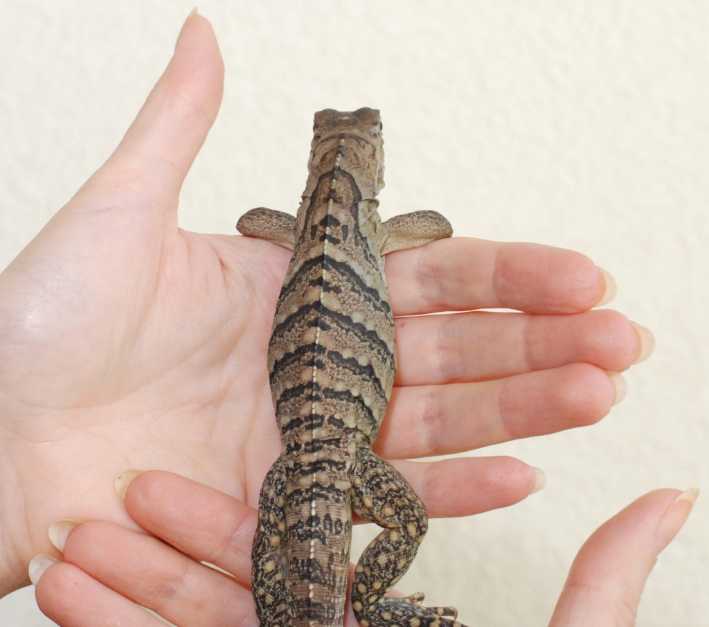 Cyclura Baby Gamma 2013 – Reptile Function