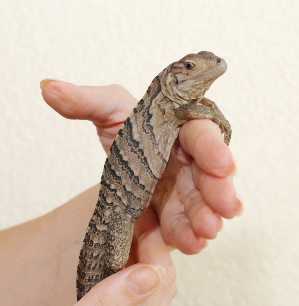 Cyclura Baby Gamma 2013 – Reptile Function