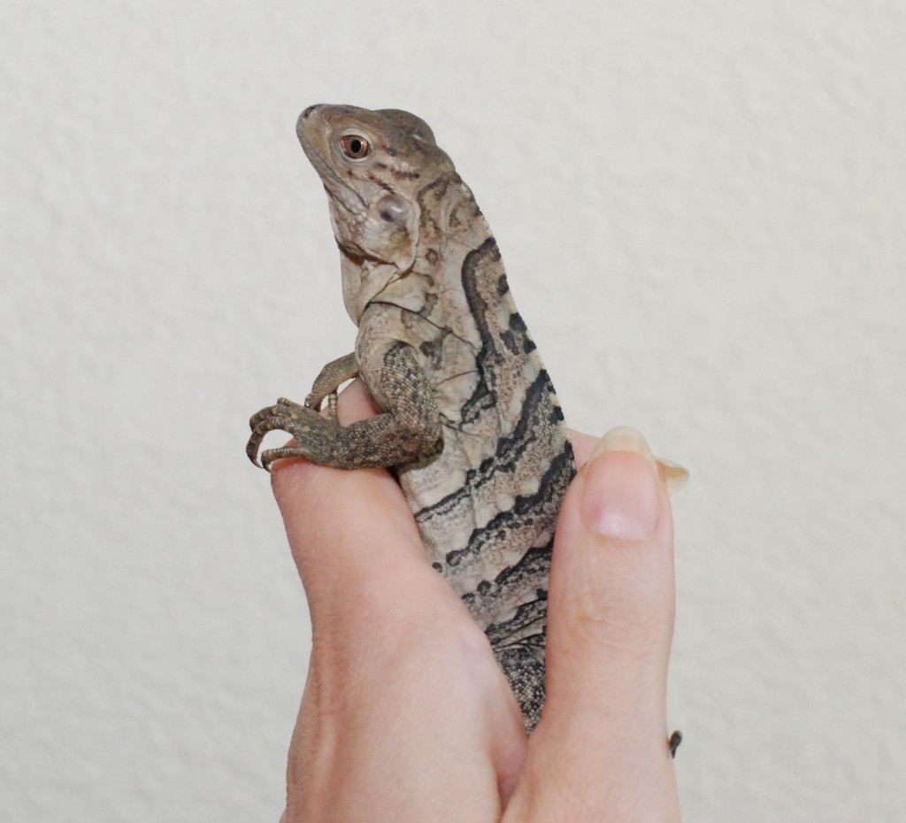 Cyclura Baby Gamma 2013 – Reptile Function