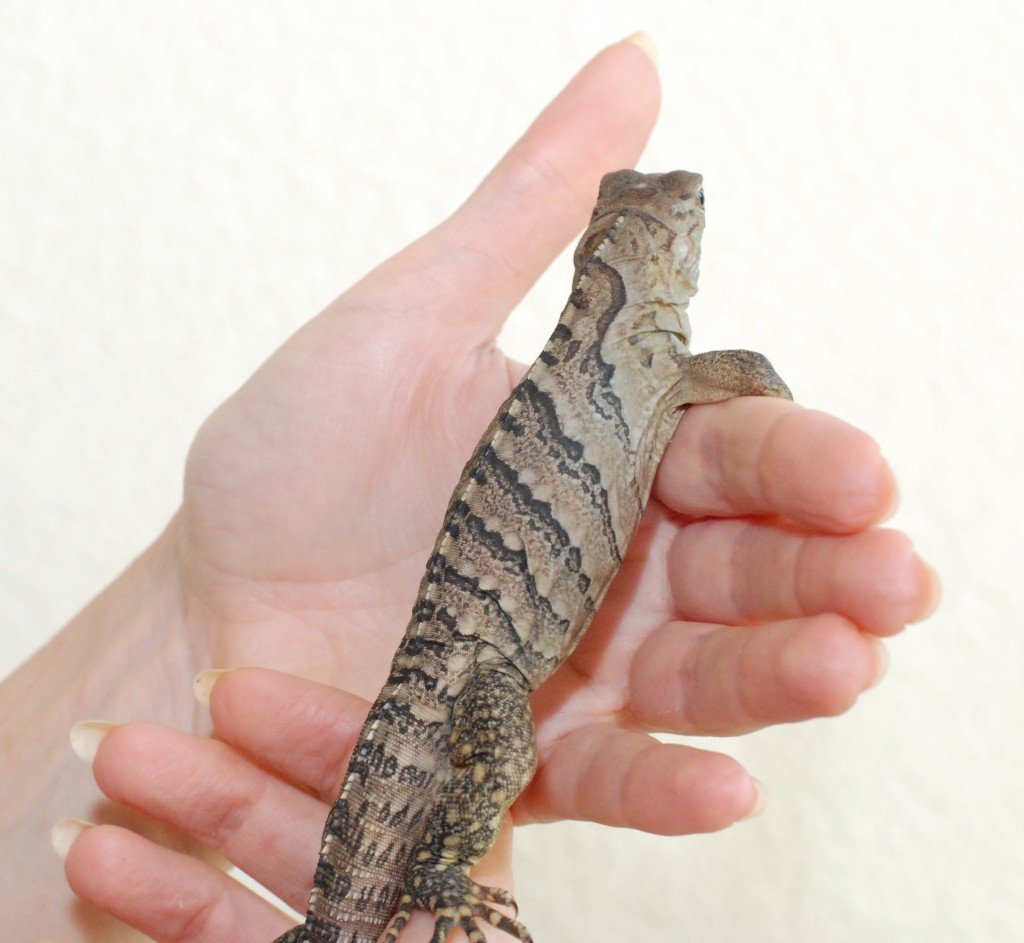 Cyclura Baby Gamma 2013 – Reptile Function