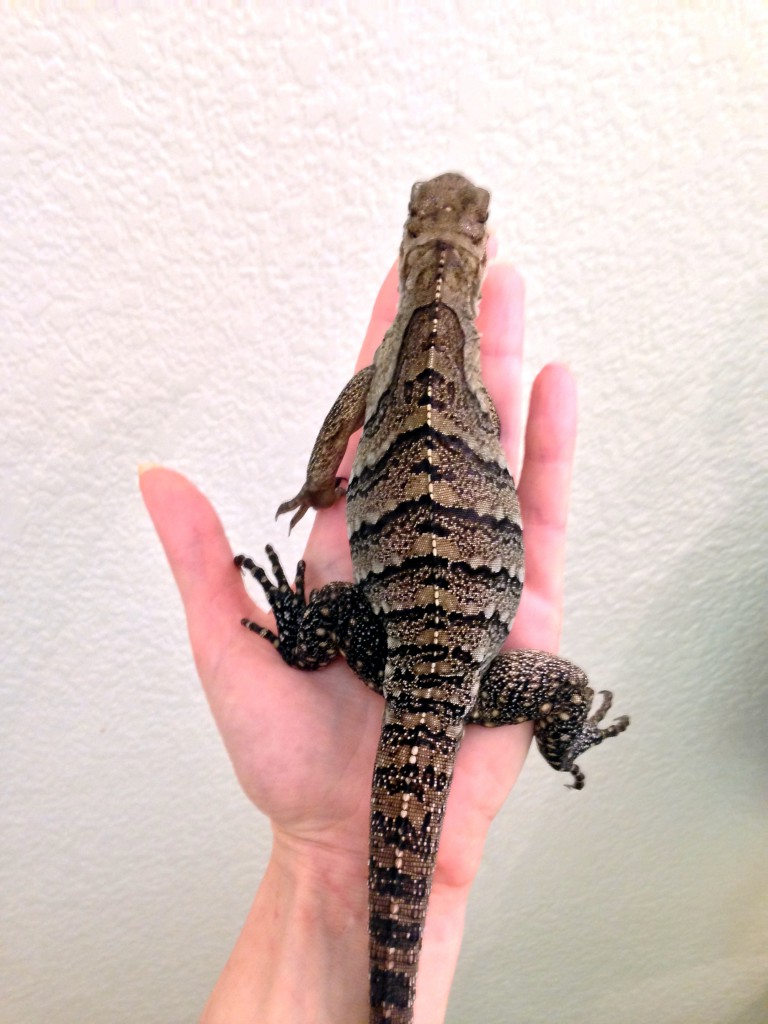 Cyclura Baby Gamma 2013 – Reptile Function