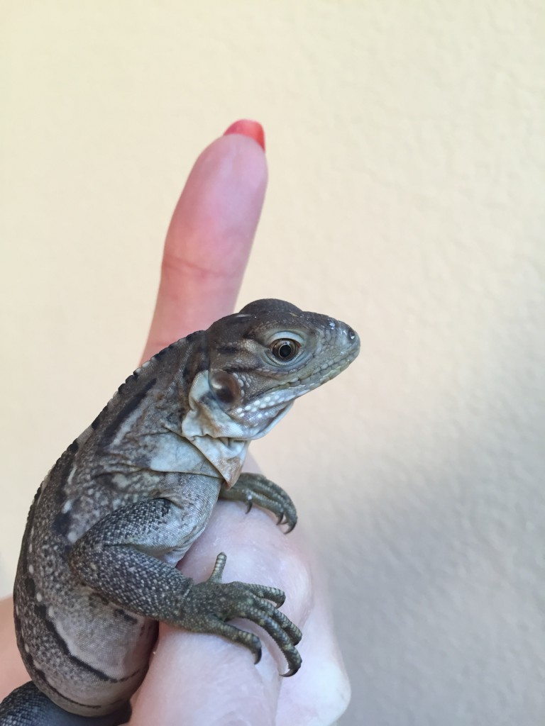 Cyclura Baby Tau 2014 – Reptile Function