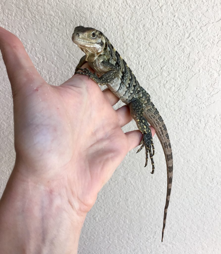 Cyclura Baby Shino – Reptile Function