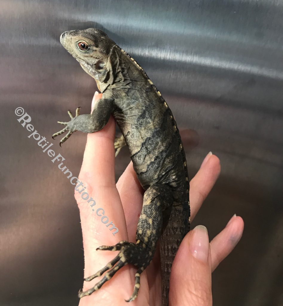 Cyclura lewisi hybrid Baby Eclipse – Reptile Function